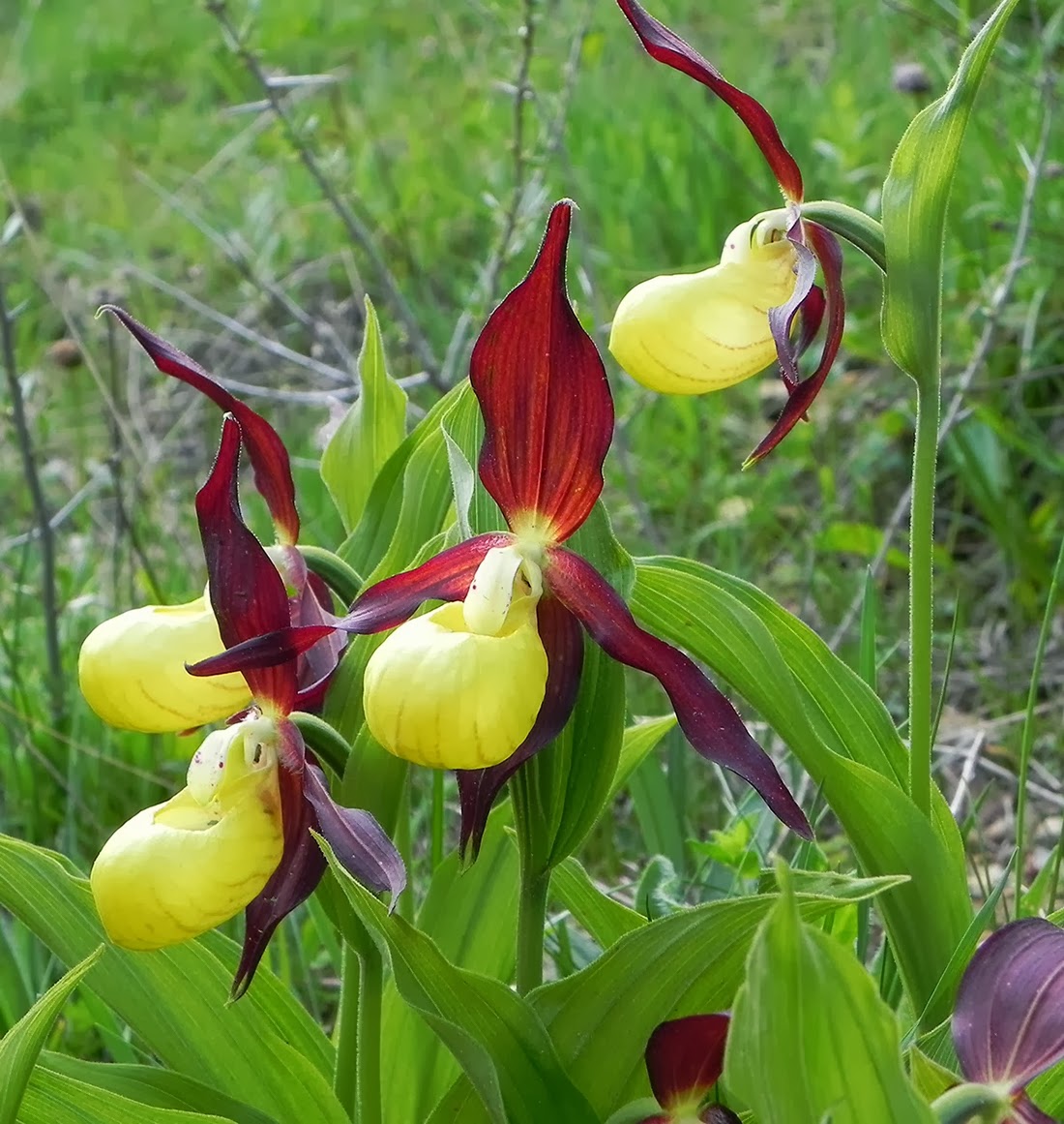 FLORA DE PIRINEOS: Cypripedium calceolus L (Monte Pacino)